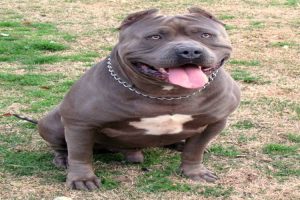 XXL Bully - The Loving and Friendly Giant American Bully Breeds ⋆ ...