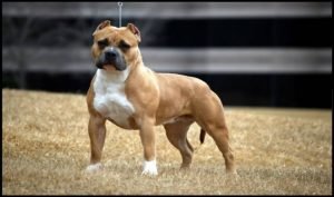 XXL Bully - The Loving and Friendly Giant American Bully Breeds ⋆ ...