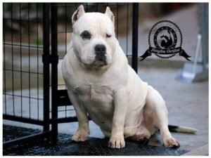 The 8 Best American Bully Breeders ⋆ American Bully Daily