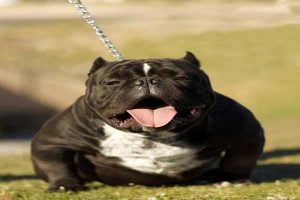 200+ Best Names For American Bully ⋆ American Bully Daily