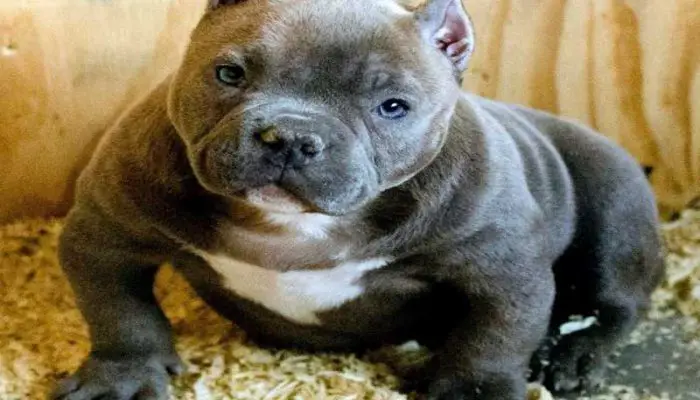 Dog Guides ⋆ Resources ⋆ Facts ⋆ AmericanBullyDaily