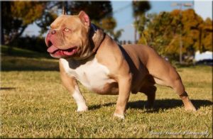 Exotic Bully - The Popular & Expensive List of Exotic Pitbull Dog ...