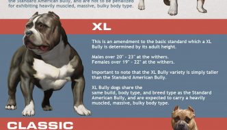 Dog Guides ⋆ Resources ⋆ Facts ⋆ American Bully Daily