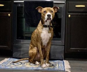 Brindle Pitbull Dogs: A Definitive Guide to the "Striped" Pittie ⋆ ...