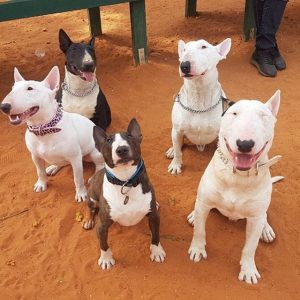 Bull Terrier Dog Breed - The Amazing Temperament & Facts of This Lovely ...