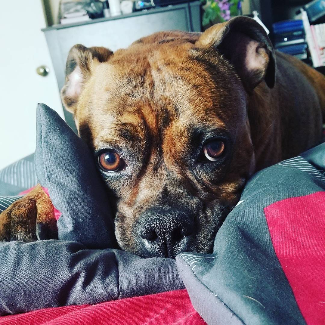 Pitbull Boxer Mix - 10 Important Facts About (Bullboxer) ⋆ American ...