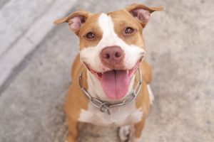 Pitbulls Are Safe! Here's Why! ⋆ American Bully Daily