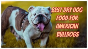 Best Dog Food Options for American Bulldogs: High-Protein, Low-Cost ...