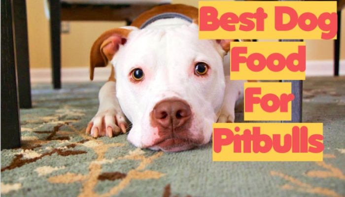 American Bully Daily ⋆ Everything About Pitbull and Bully Dog Breeds