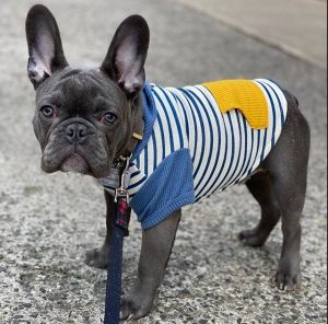 Blue French Bulldog: 10 Interesting Facts About The Rare Colored ...