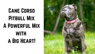 Cane Corso Pitbull Mix: A Powerful Mix with A Big Heart! ⋆ American ...