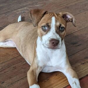 Australian Shepherd Pitbull Mix: Is This Active and Loyal Mix The Ideal ...