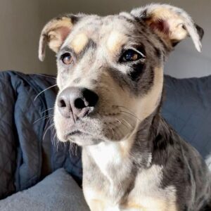 Australian Shepherd Pitbull Mix: Is This Active and Loyal Mix The Ideal ...