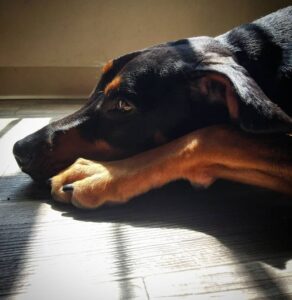 The Pitbull Doberman Mix: The Perfect Choice for A Hardworking and ...