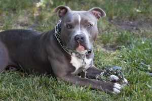 Pitbull Gold Chain Collars: Where Bold Style Meets Canine Power ⋆ ...