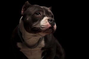 Pitbull Gold Chain Collars: Where Bold Style Meets Canine Power ⋆ ...