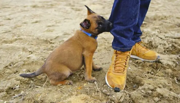 American Bully Daily ⋆ Everything About Pitbull and Bully Dog Breeds